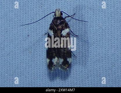 Redbud Leaffolder Moth (Fascista cercerisella) Insecta Stock Photo - Alamy