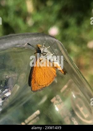 Least Skipper (Ancyloxypha numitor), Insecta, Lasalle County, IL, USA ...