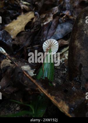 purple pinwheel (Marasmius haematocephalus) Fungi Stock Photo - Alamy