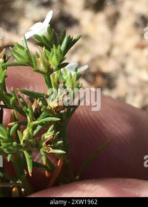 Rust Weed (Polypremum procumbens) Plantae Stock Photo - Alamy