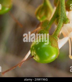 Puzzle Bush (Ehretia rigida) Plantae Stock Photo - Alamy