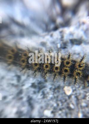 Western Sheep Moth (Hemileuca eglanterina) Insecta Stock Photo - Alamy