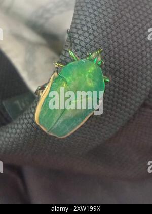 Green June Beetles (Cotinis Stock Photo - Alamy