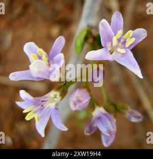 Puzzle Bush (Ehretia rigida) Plantae Stock Photo - Alamy