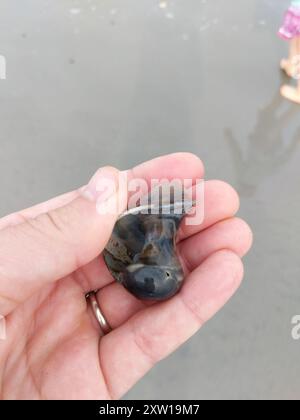 Shark Eye (Neverita duplicata) Mollusca Stock Photo - Alamy