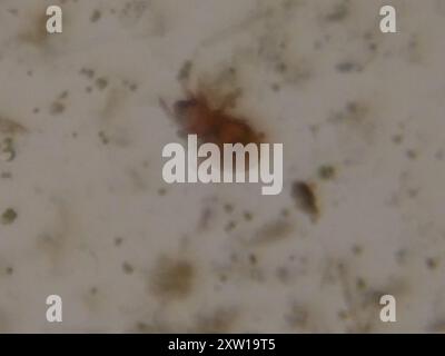 beetle mites (Oribatida) Arachnida Stock Photo - Alamy