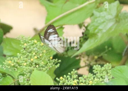 Chocolate Albatross (Appias lyncida) Insecta Stock Photo - Alamy