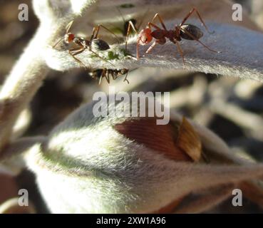 Large Pugnacious Ant (Anoplolepis custodiens) Insecta Stock Photo - Alamy