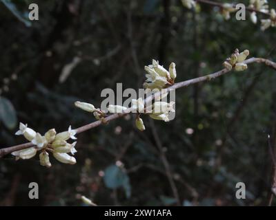 (Elaeagnus conferta) Plantae Stock Photo - Alamy