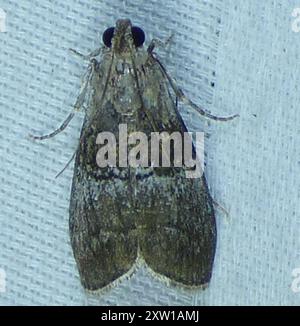 Maple Webworm Moth (Pococera asperatella) Insecta Stock Photo - Alamy