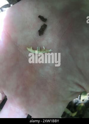 Eastern Mole (Scalopus aquaticus) Mammalia Stock Photo - Alamy