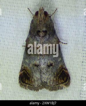 Orange-tufted Oneida Moth (Oneida lunulalis) Insecta Stock Photo - Alamy