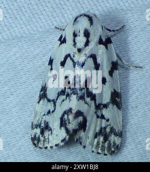 Hebrew Moth (Polygrammate hebraeicum) Insecta Stock Photo - Alamy