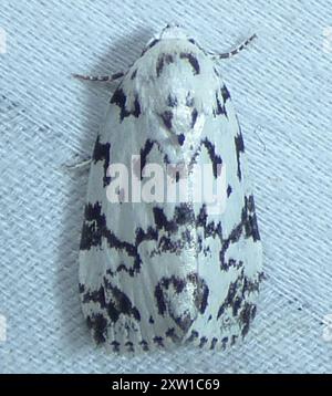 Hebrew Moth (Polygrammate hebraeicum) Insecta Stock Photo - Alamy