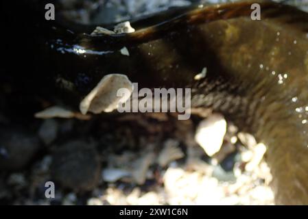 Rock Eel (Xiphister mucosus) Actinopterygii Stock Photo - Alamy