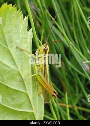 Leek Grasshopper (Mecostethus parapleurus) Insecta Stock Photo - Alamy