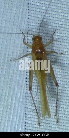 Brown Sword-tail Crickets (Anaxipha) Insecta Stock Photo - Alamy