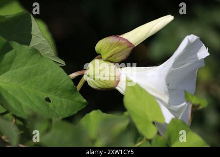 large bindweed (Calystegia silvatica) Plantae Stock Photo - Alamy