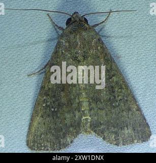 Cobbler Moth (Condica sutor) Insecta Stock Photo - Alamy