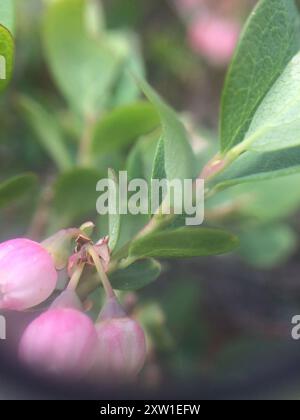 bog bilberry (Vaccinium uliginosum) Plantae Stock Photo - Alamy