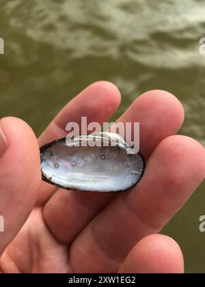 Swollen River-mussel (Unio tumidus) Mollusca Stock Photo - Alamy