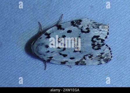 Hebrew Moth (Polygrammate hebraeicum), Insecta, Prince George's County ...