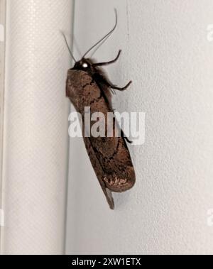 Red-breasted Dart (Protolampra rufipectus) Insecta Stock Photo - Alamy