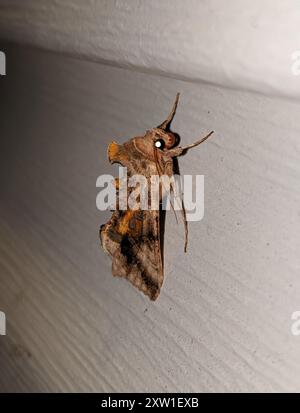 Two-spotted Looper Moth (Autographa bimaculata) Insecta Stock Photo - Alamy