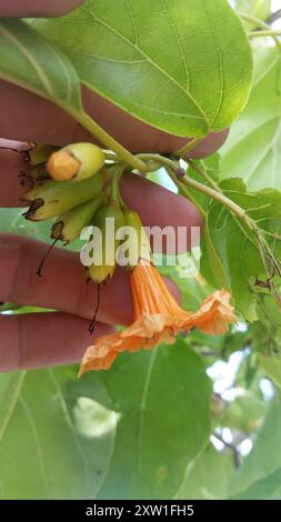 Kerosene Tree (Cordia subcordata), Plantae, British Indian Ocean ...