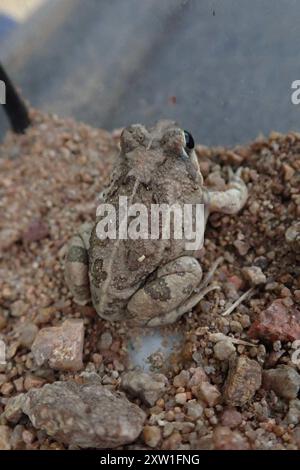 Confused Sand frog (Tomopterna adiastola) Amphibia Stock Photo - Alamy