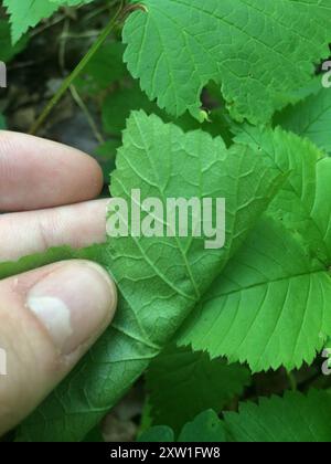 northern redcurrant (Ribes triste) Plantae Stock Photo - Alamy