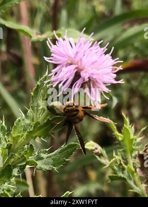 Peck's Skipper (Polites peckius) Insecta Stock Photo - Alamy