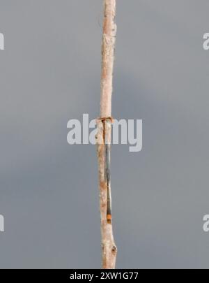 Orange Bluet (Enallagma signatum) Insecta Stock Photo - Alamy