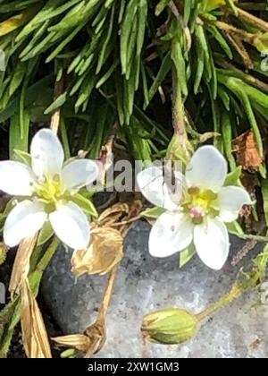 Sandwort (Minuartia) Plantae Stock Photo - Alamy