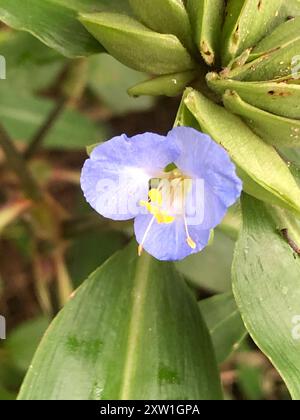 Virginia Dayflower (Commelina virginica) Plantae Stock Photo - Alamy
