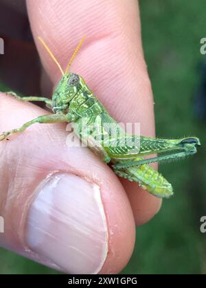 Fuzzy Olive-Green Grasshopper (Campylacantha olivacea) Insecta Stock ...