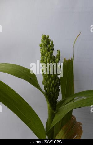 Proso Millet (Panicum miliaceum) Plantae Stock Photo - Alamy