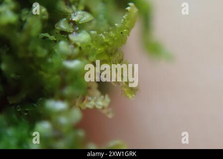 (Radula bolanderi) Plantae Stock Photo - Alamy
