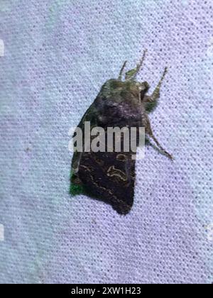 Hedge Rustic (Tholera cespitis) Insecta Stock Photo - Alamy