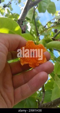Kerosene Tree (Cordia subcordata) Plantae Stock Photo - Alamy