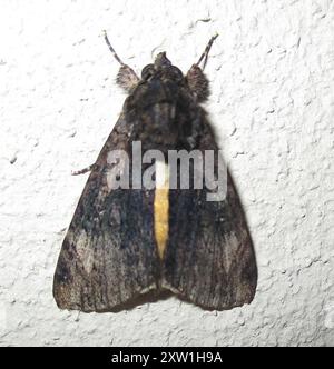 (Ulotrichopus stertzi) Insecta Stock Photo - Alamy
