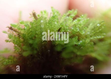 Ladder Flapwort (Nardia scalaris) Plantae Stock Photo - Alamy