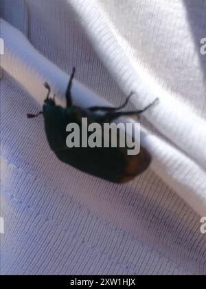 Figeater Beetle (Cotinis mutabilis) Insecta Stock Photo - Alamy