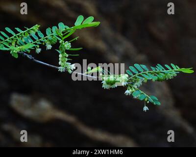 (Phyllanthus polyphyllus) Plantae Stock Photo - Alamy