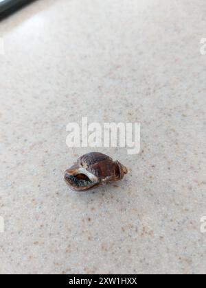 Eastern Mudsnail (Ilyanassa obsoleta) Mollusca Stock Photo - Alamy