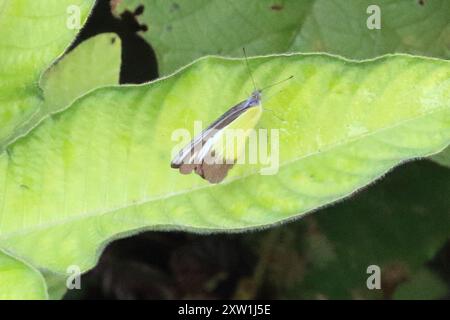 Chocolate Albatross (Appias lyncida) Insecta Stock Photo - Alamy