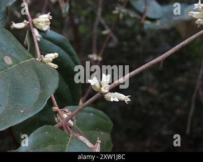 (Elaeagnus conferta) Plantae Stock Photo - Alamy