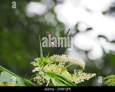 Black and White Helen (Papilio chaon) Insecta Stock Photo - Alamy