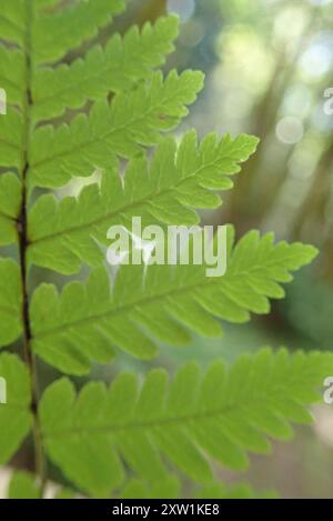 oak ferns (Gymnocarpium) Plantae Stock Photo - Alamy