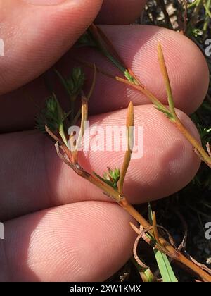 Rust Weed (Polypremum procumbens) Plantae Stock Photo - Alamy